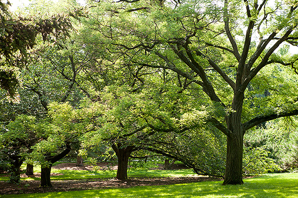 Where to Beat the Heat at NYBG – Plant Talk
