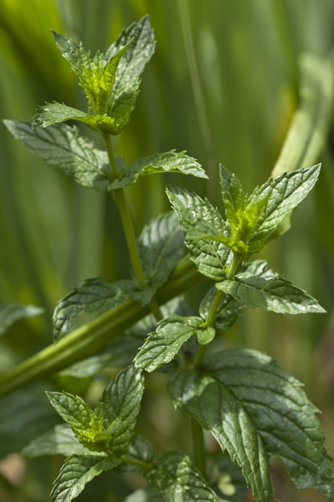 "M" is for Mint - Plant Talk