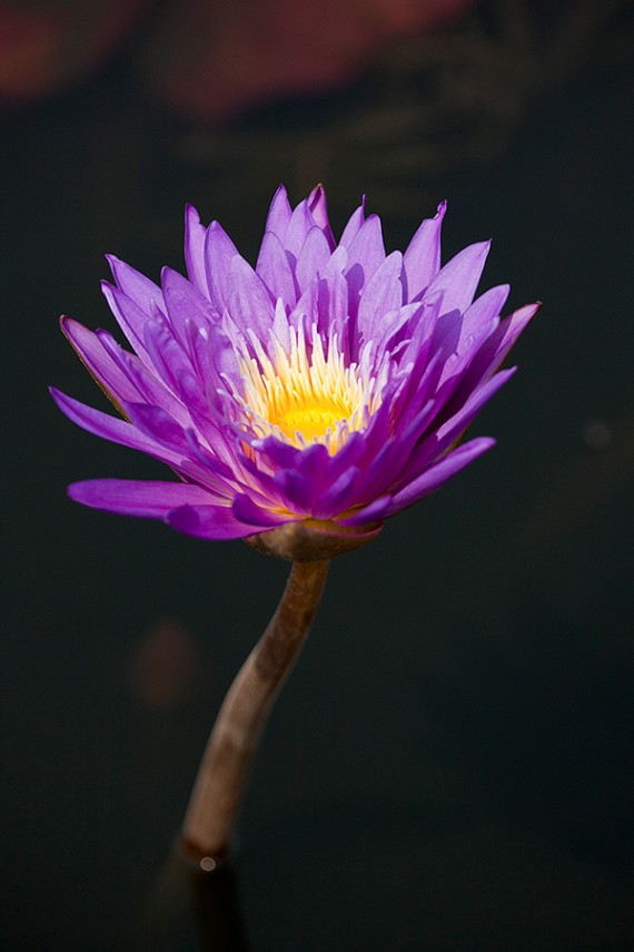 Morning Eye Candy: A Vision in Violet – Plant Talk