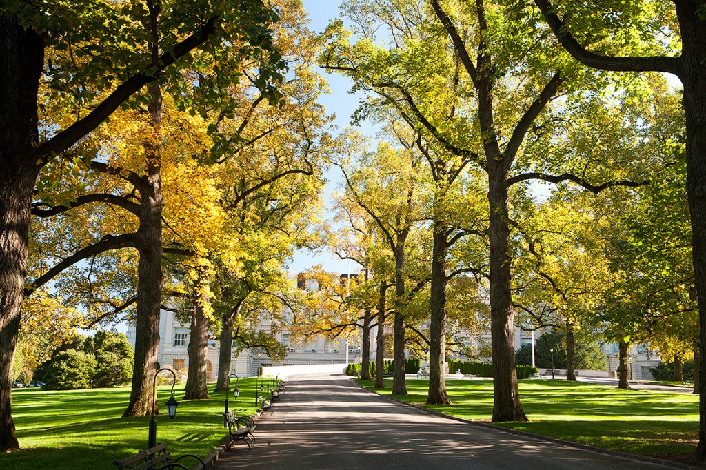 Tulip Tree Allee Archives - Plant Talk