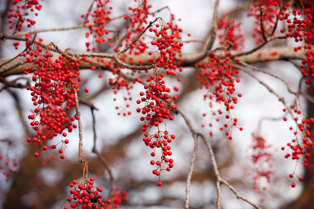 Idesia polycarpa Archives - Plant Talk