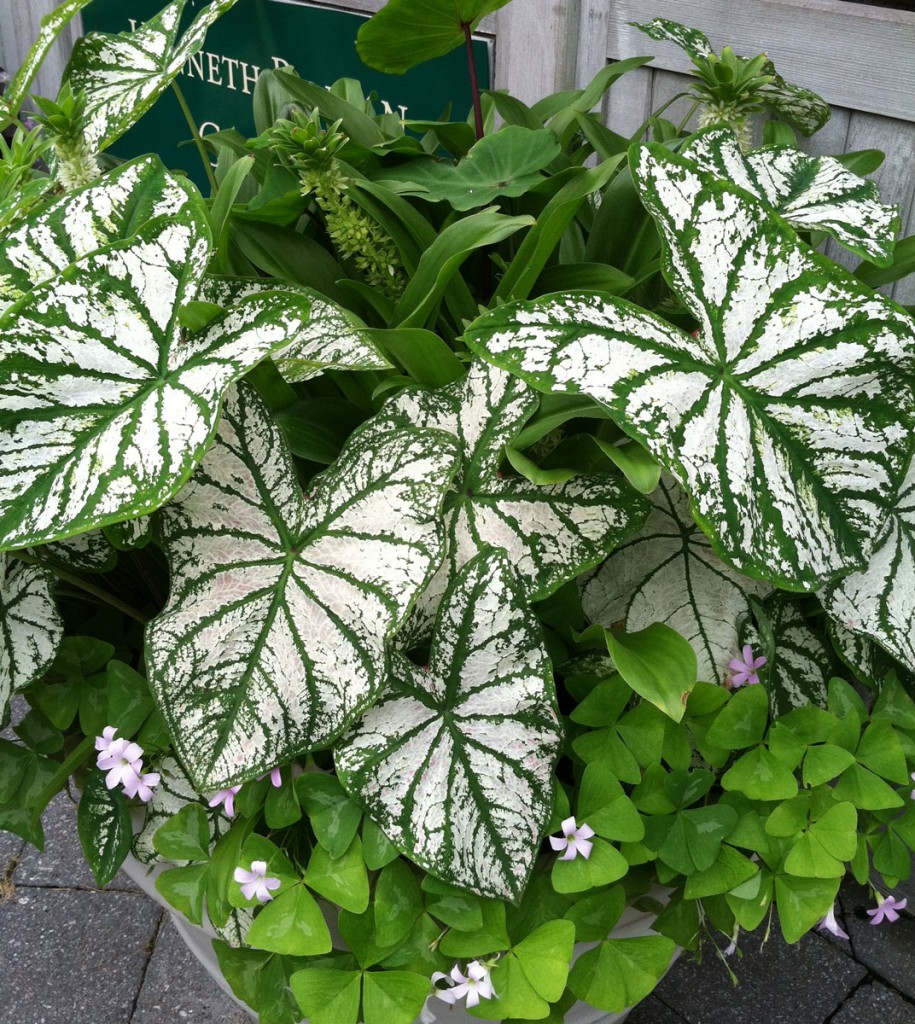 Colorful Caladiums - Plant Talk