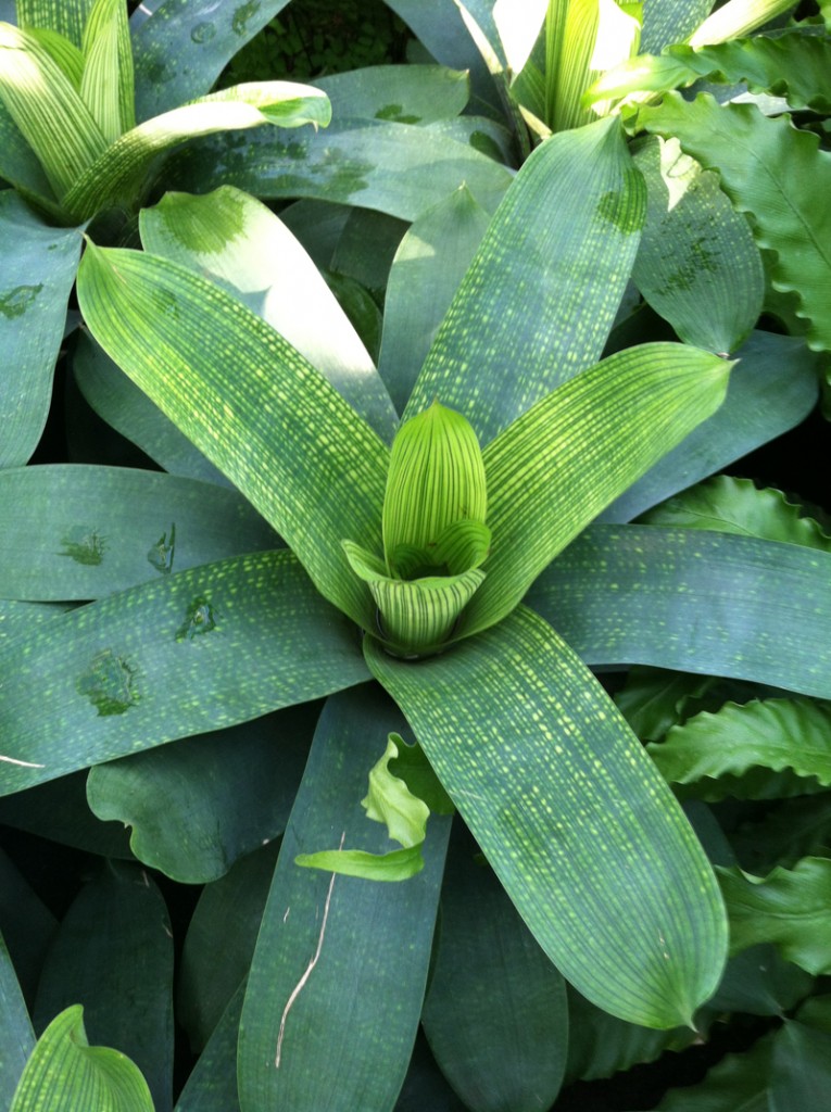 Fine Foliage and Bold Bracts - Plant Talk