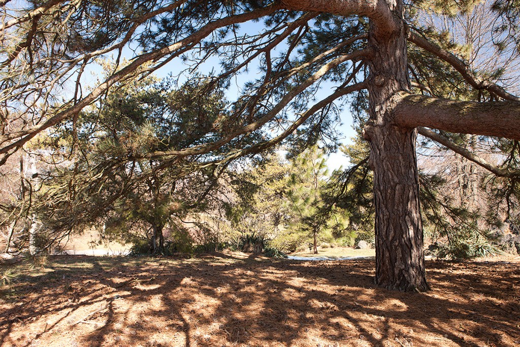 conifers – Plant Talk