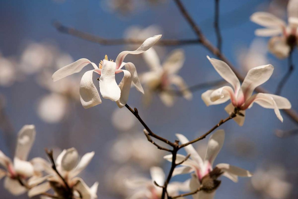 Morning Eye Candy: Moment of Zen - Plant Talk