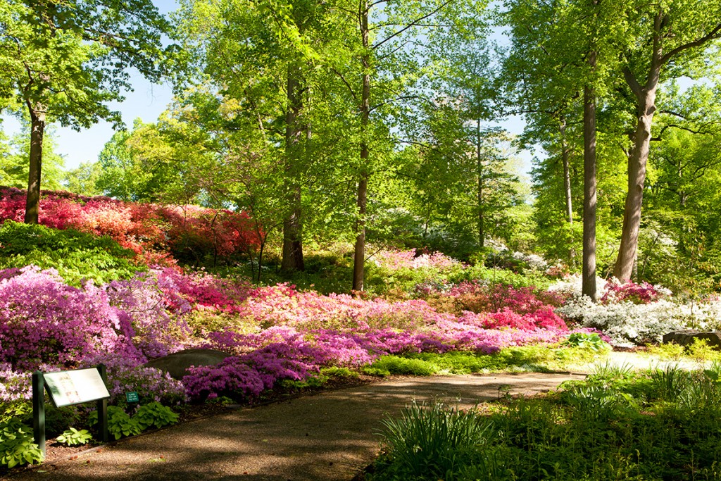 Morning Eye Candy: Amazing Azaleas! - Plant Talk