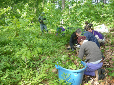 Forest Restoration: Managing for the Future - Plant Talk