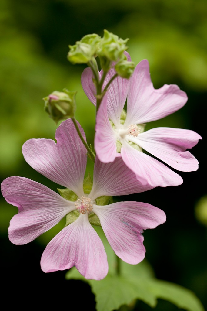 Morning Eye Candy: Mellow Mallow - Plant Talk