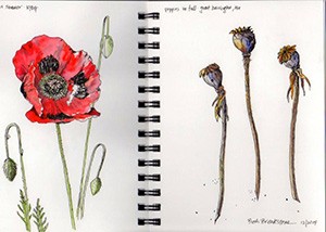 The Sisterhood of the Traveling Sketchbook - Plant Talk