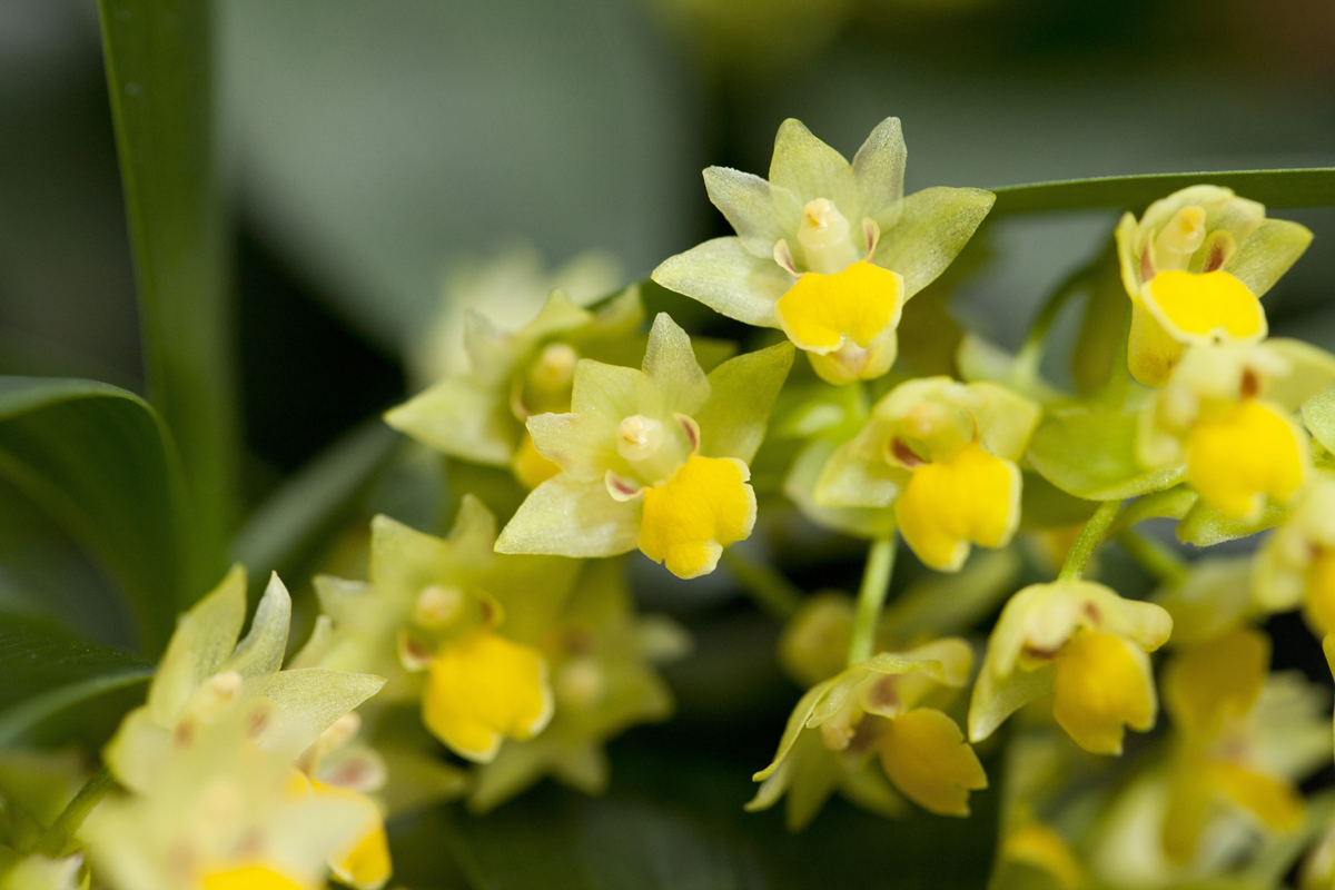 The Orchid Show: Orchidelirium - Plant Talk