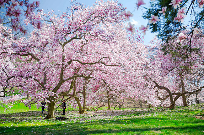 The Latest Spring Highlights at NYBG – Plant Talk