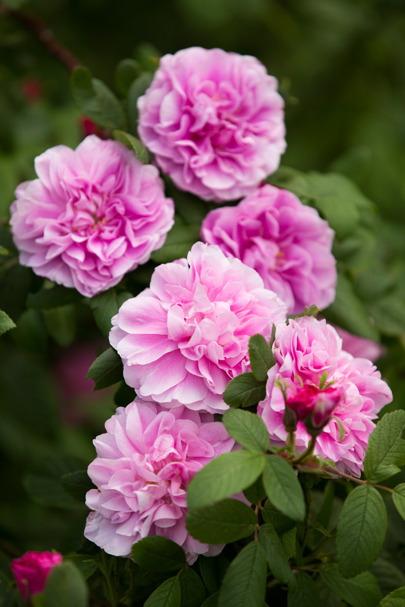 What's Beautiful Now: Peak Peonies & Roses On The Rise - Plant Talk