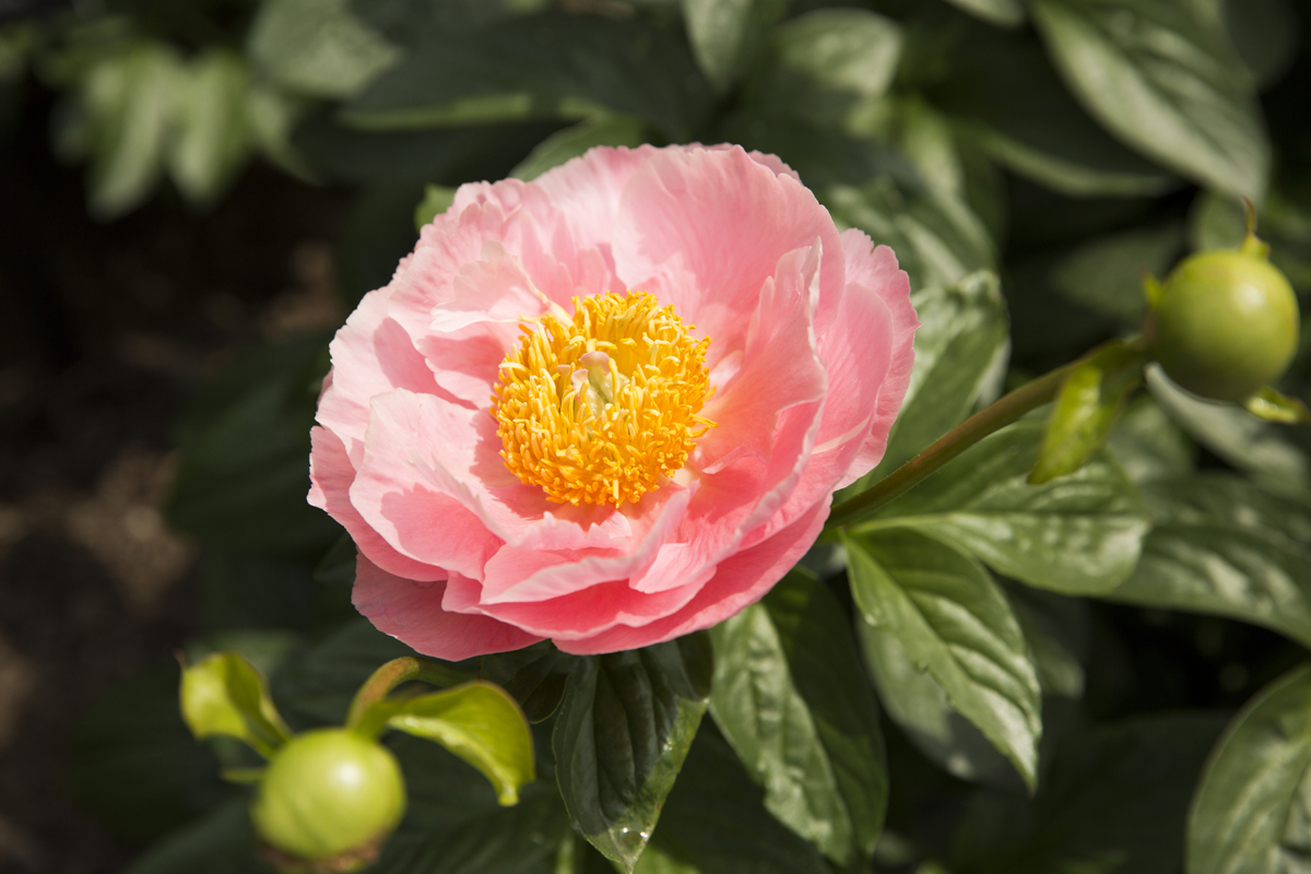 Morning Eye Candy: Paeonia – Plant Talk