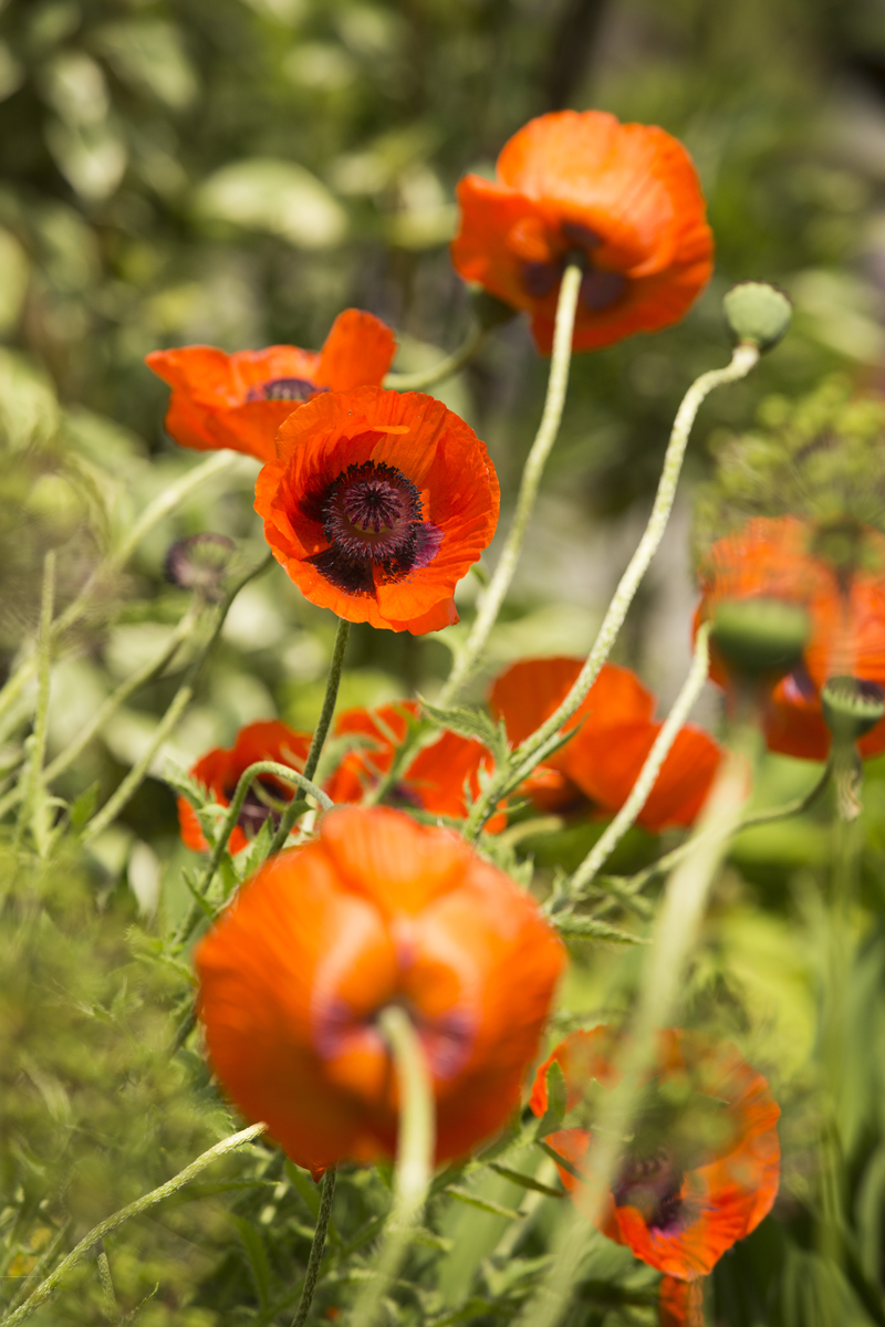 Prince of Orange Archives - Plant Talk