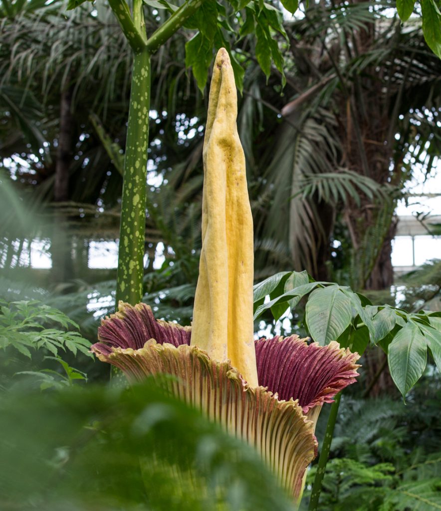 The Corpse Flower: A Decade in the Making - Plant Talk
