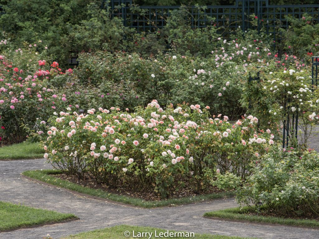 Larry Lederman's Lens: Rose & Cedar - Plant Talk