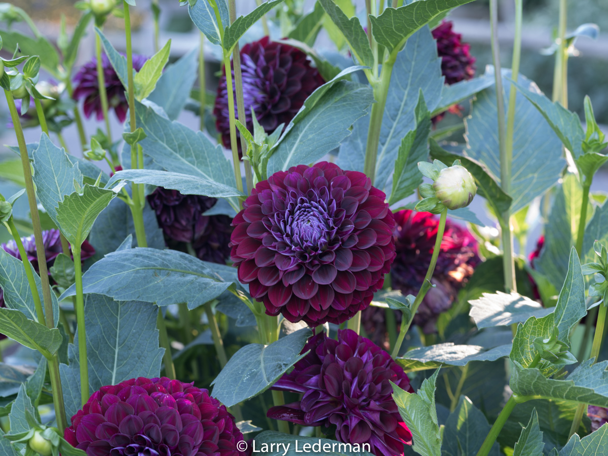 Larry Lederman's Lens: Order & Flair - Plant Talk