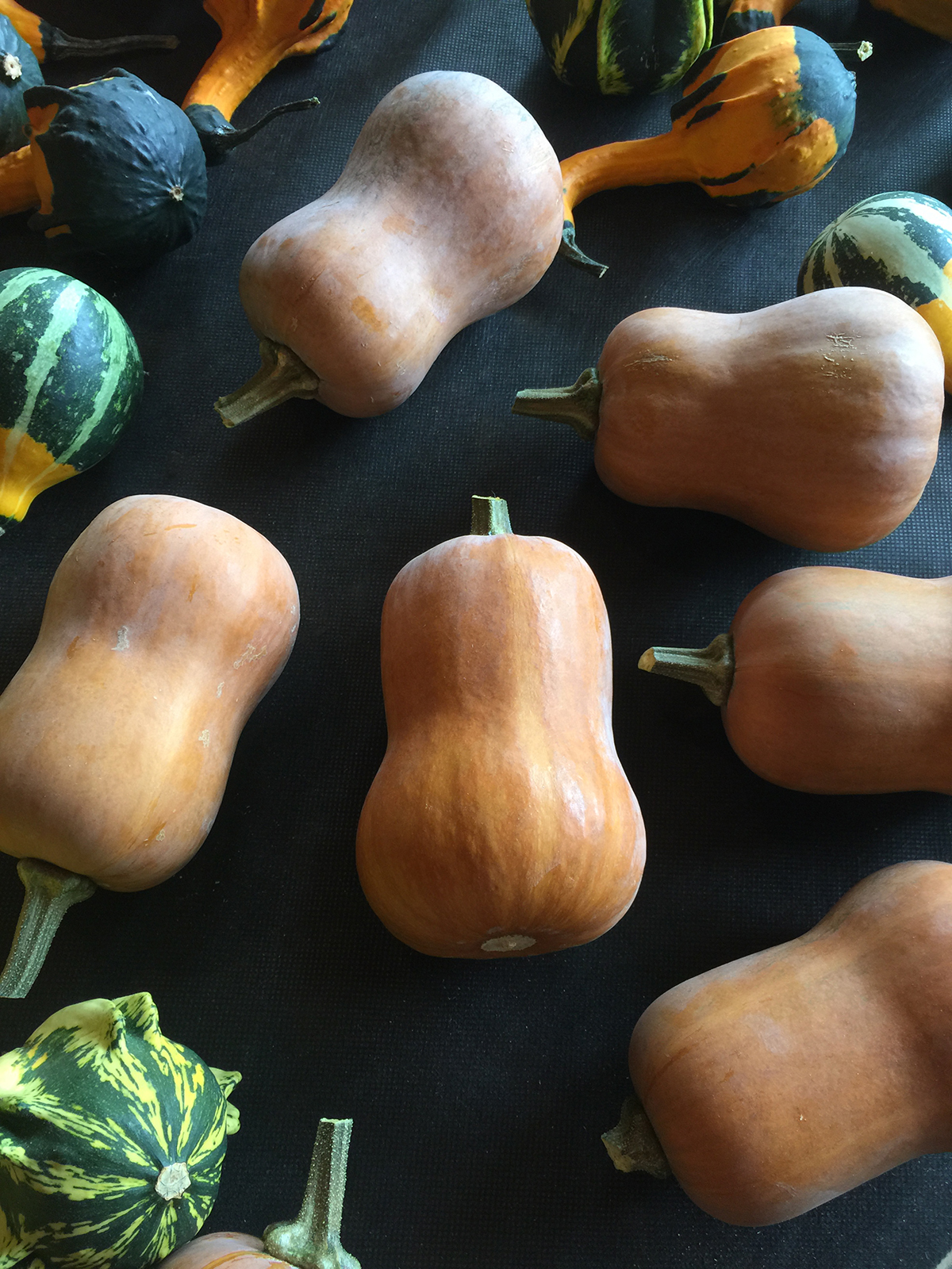 At Amy Goldman's Farm, a Plethora of Pepos - Plant Talk