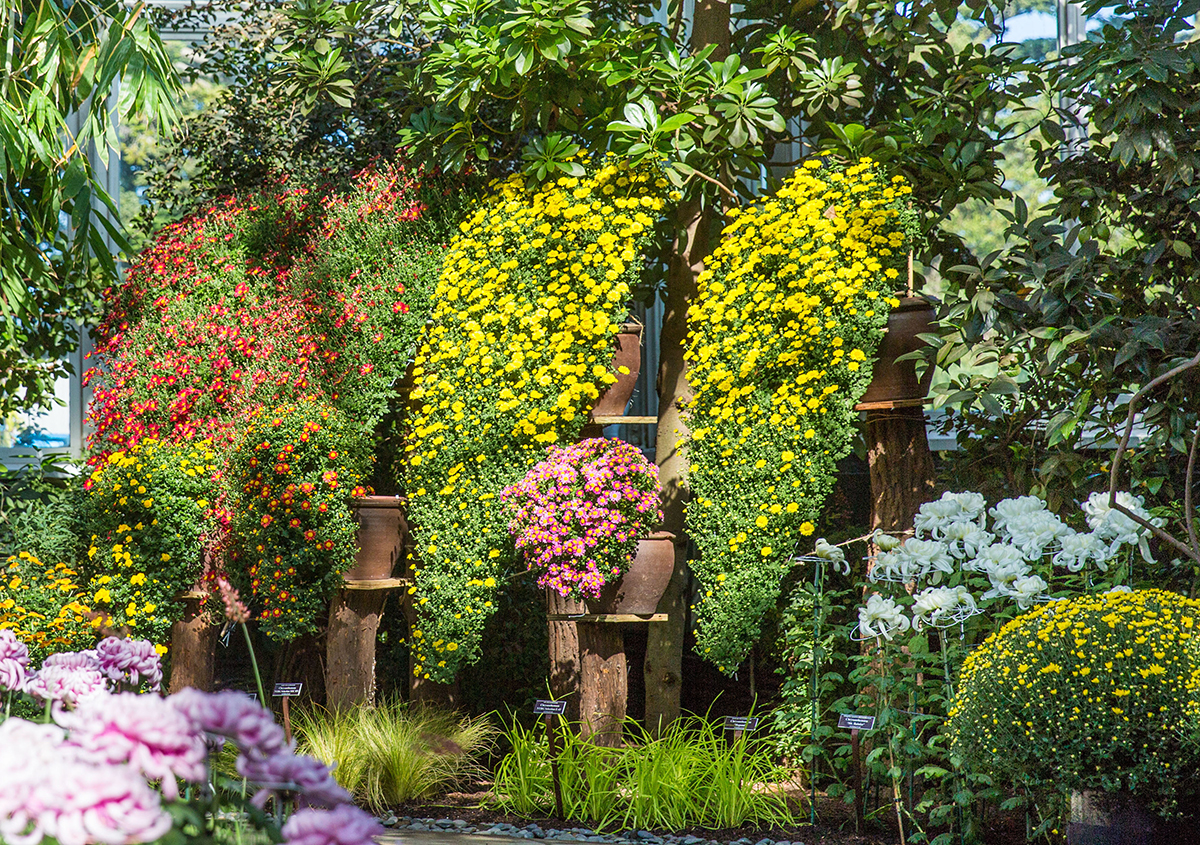 Kiku with a Modern Twist - Plant Talk