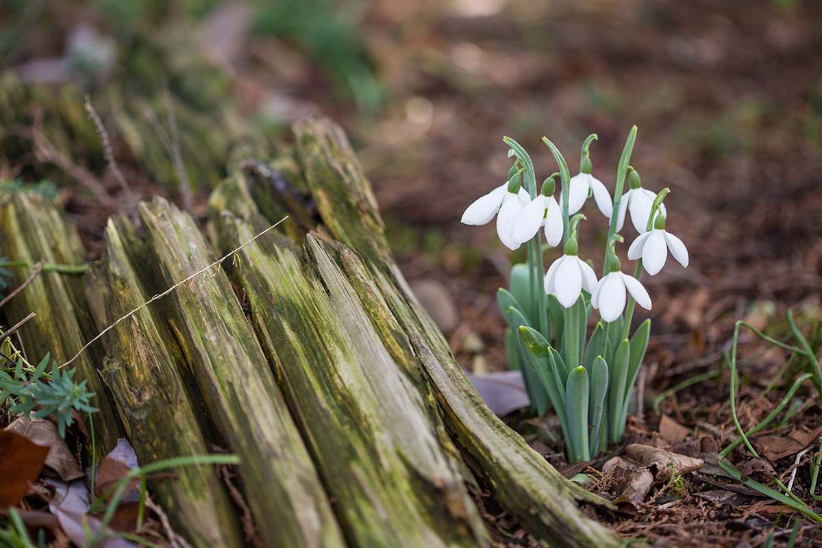 An Early Spring Turn - Plant Talk