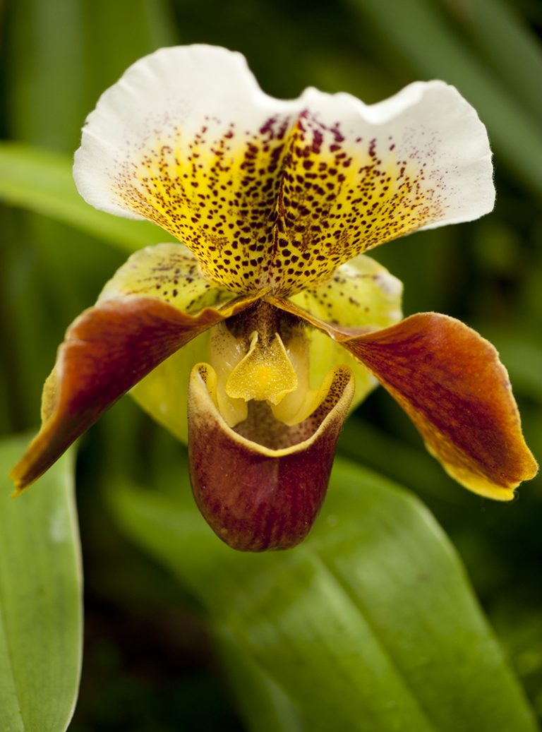 What’s in a Name? Paphs, Cyps, and Phrags - Plant Talk