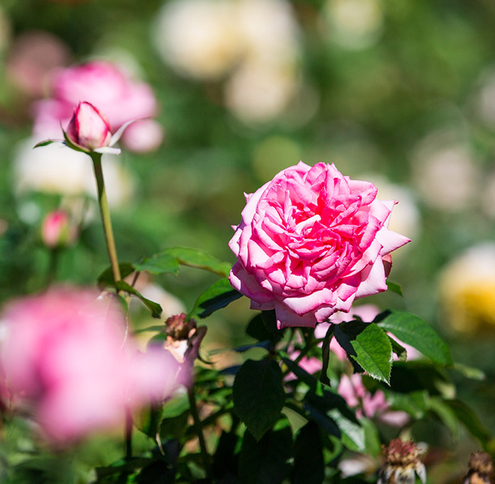What's Beautiful Now: A Rosy Outlook - Plant Talk