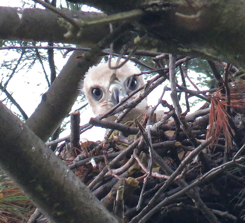 New Baby Hawks Fledge in the Garden - Plant Talk