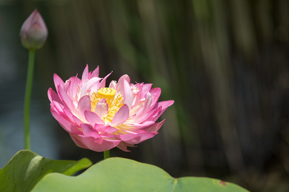 What's Beautiful Now: Lazy Lotuses - Plant Talk