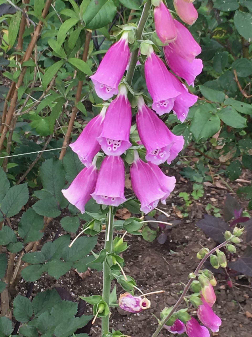 The Truth About Foxgloves - Plant Talk