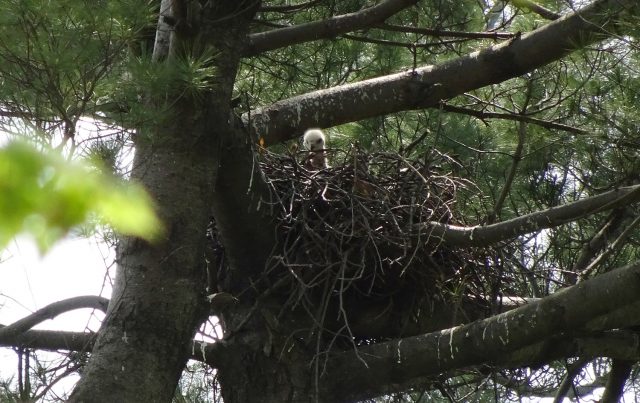 Wildlife Wednesday: A New Family Takes to the Skies - Plant Talk