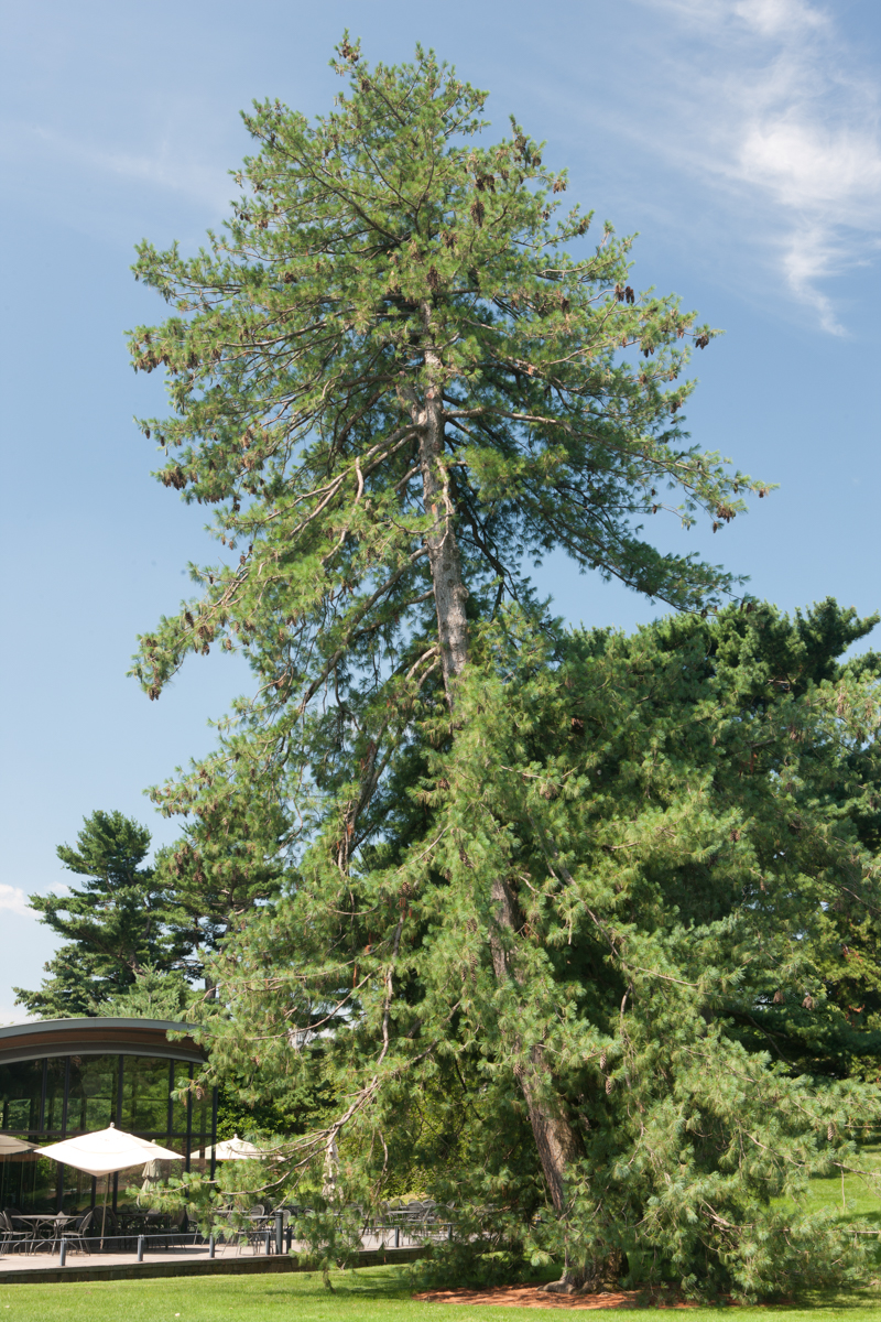 The Loss of the Venerable Himalayan Pine - Plant Talk