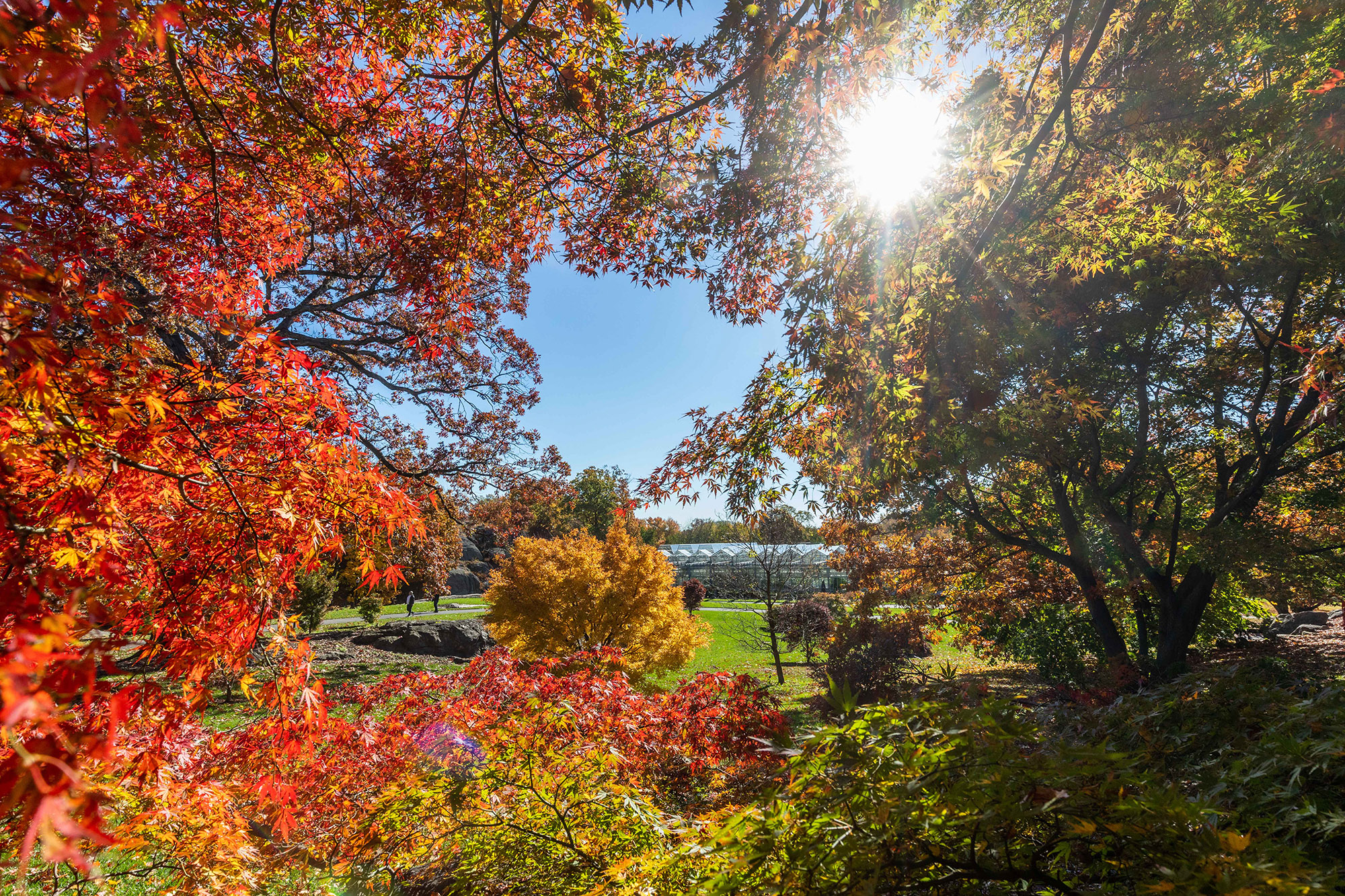What's Beautiful Now: Maples & More - Plant Talk