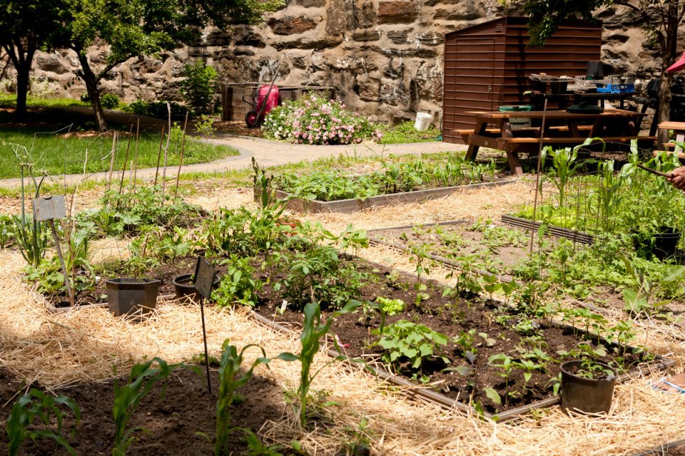 Cool the Climate during International Compost Awareness Week - Plant Talk