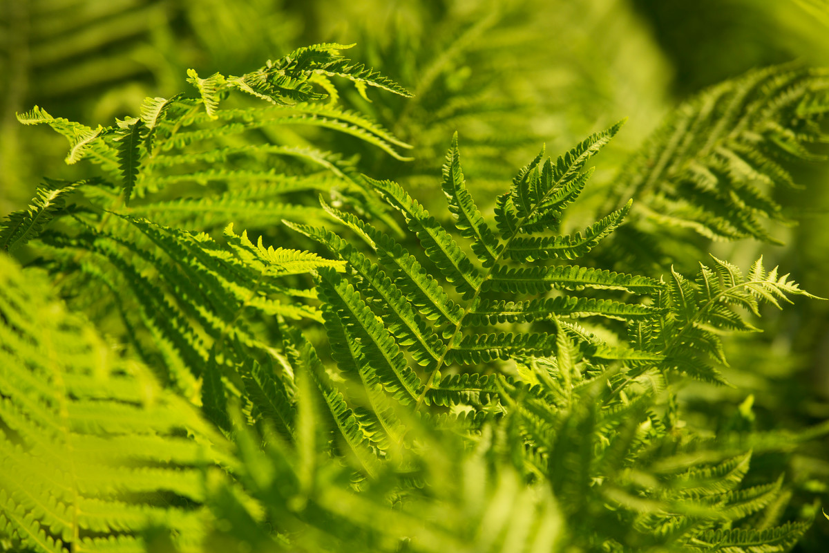 Hardy Fern Collection - Plant Talk