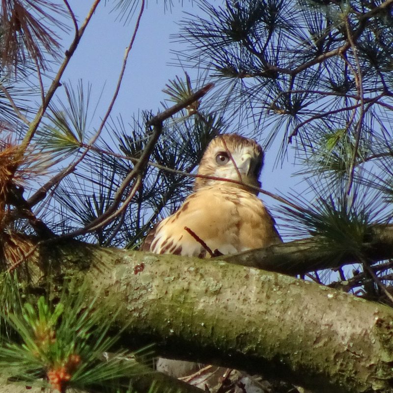 Wildlife at the Garden: Red-tailed Hawk Nest 2019 - Plant Talk