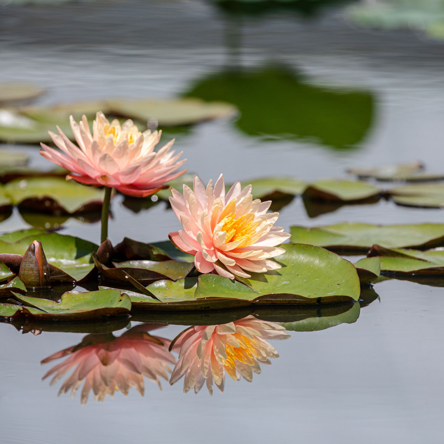 What's Beautiful Now: Earthly Fireworks - Plant Talk