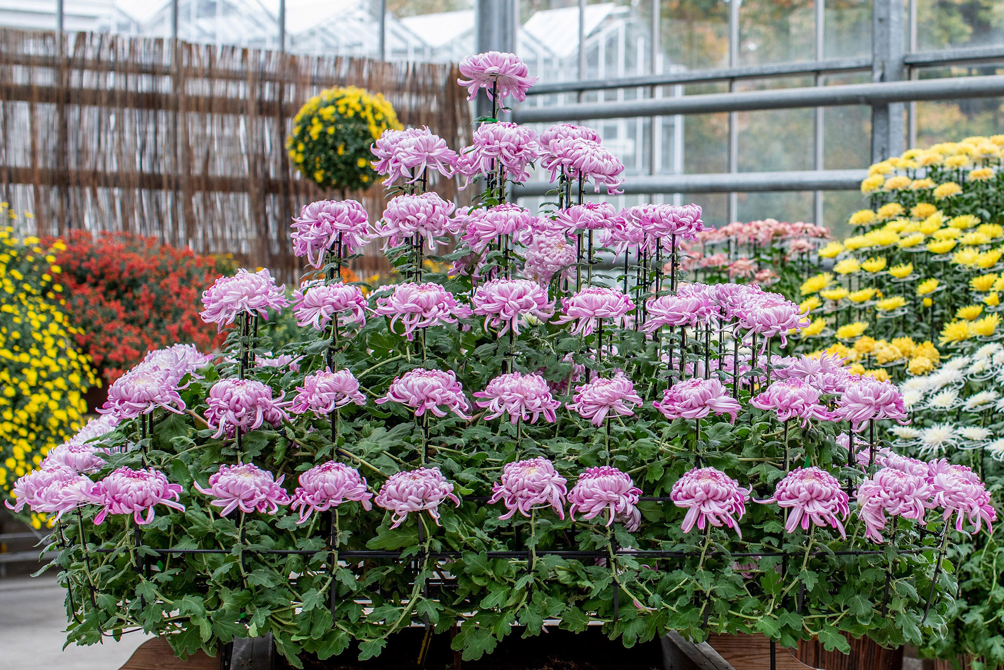 The Tying of the 'Ozukuri' Kiku - Plant Talk