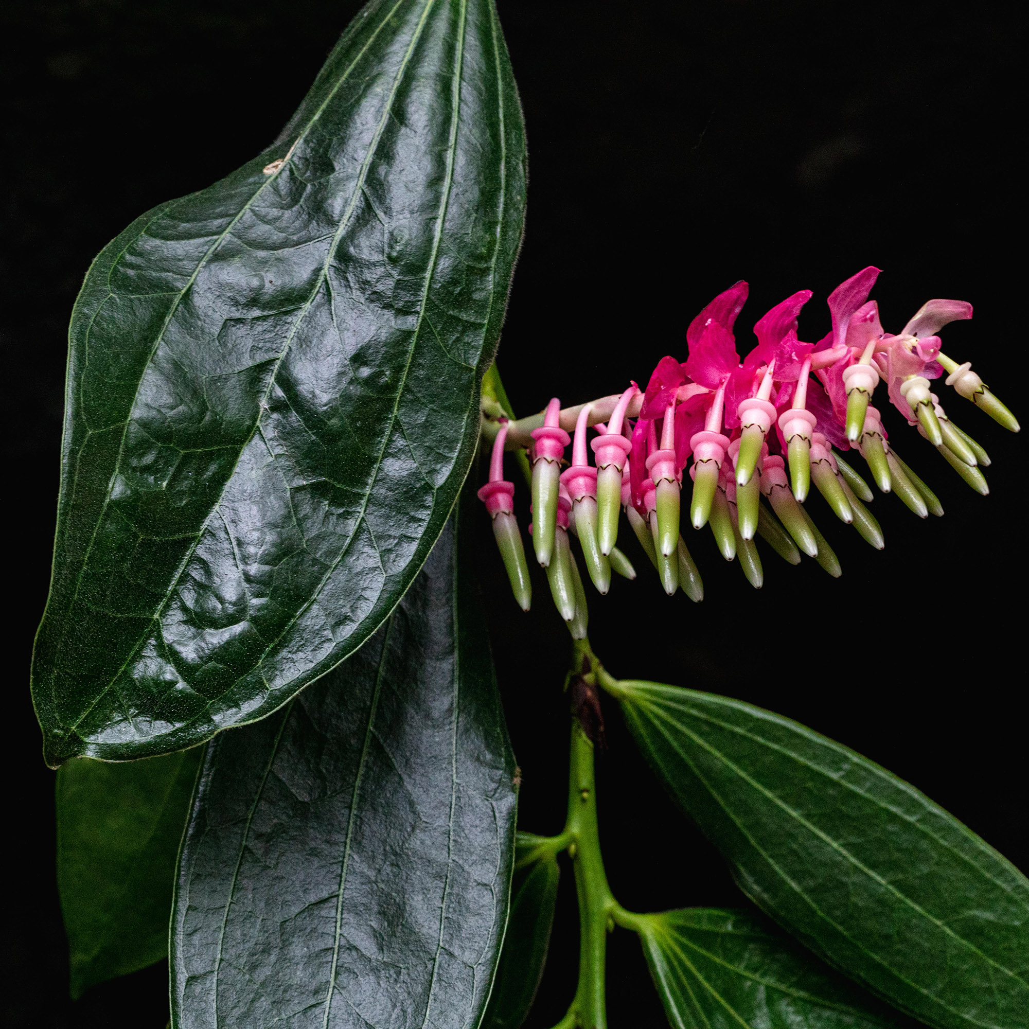 What's Beautiful Now: Tropical January - Plant Talk