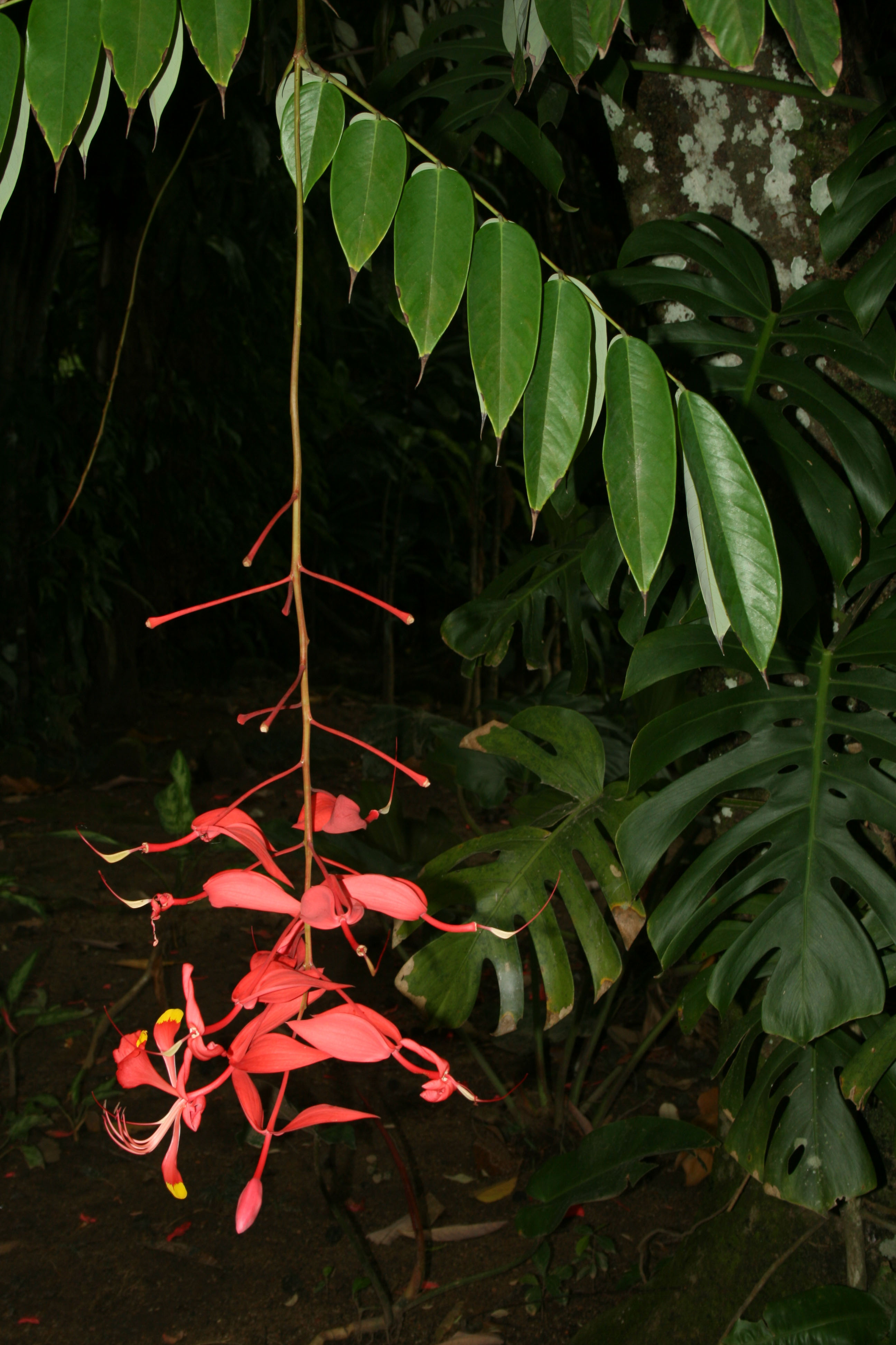 A Spectacular Tropical Tree - Science Talk Archive