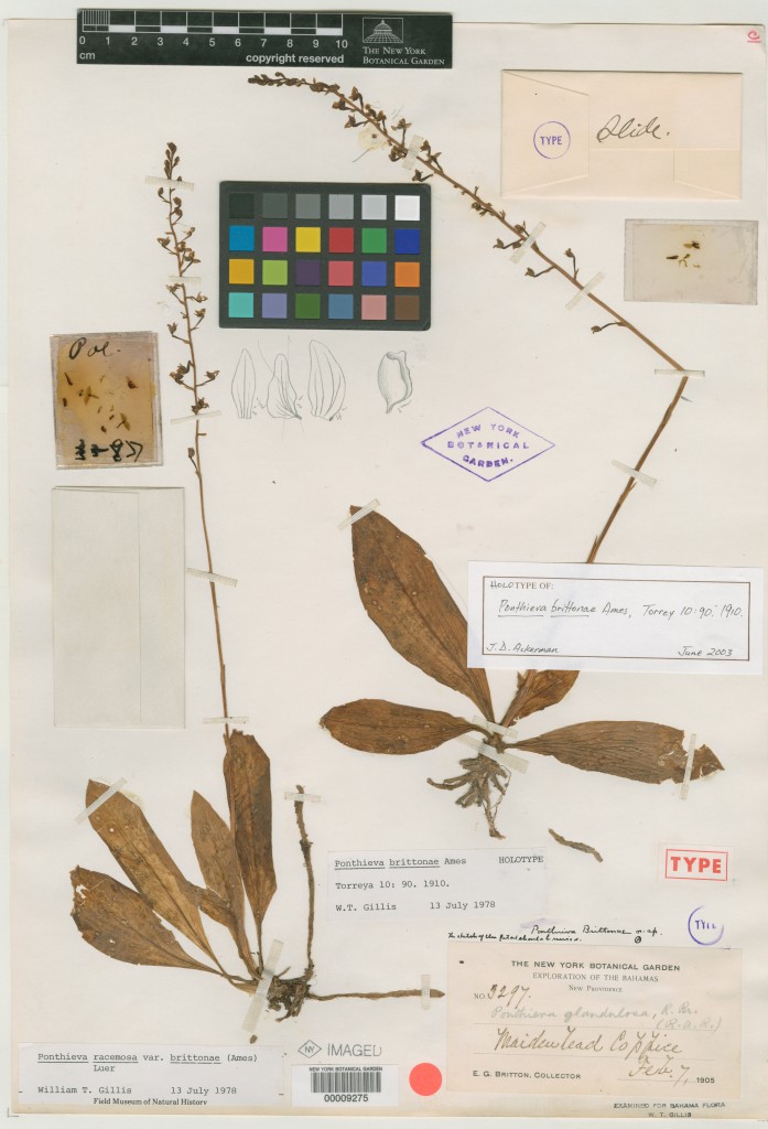 Elizabeth Britton: Real-Life Inspiration for a Fictional Heroine ...