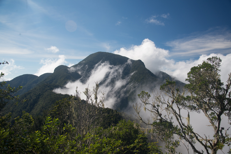 Cuban Forest