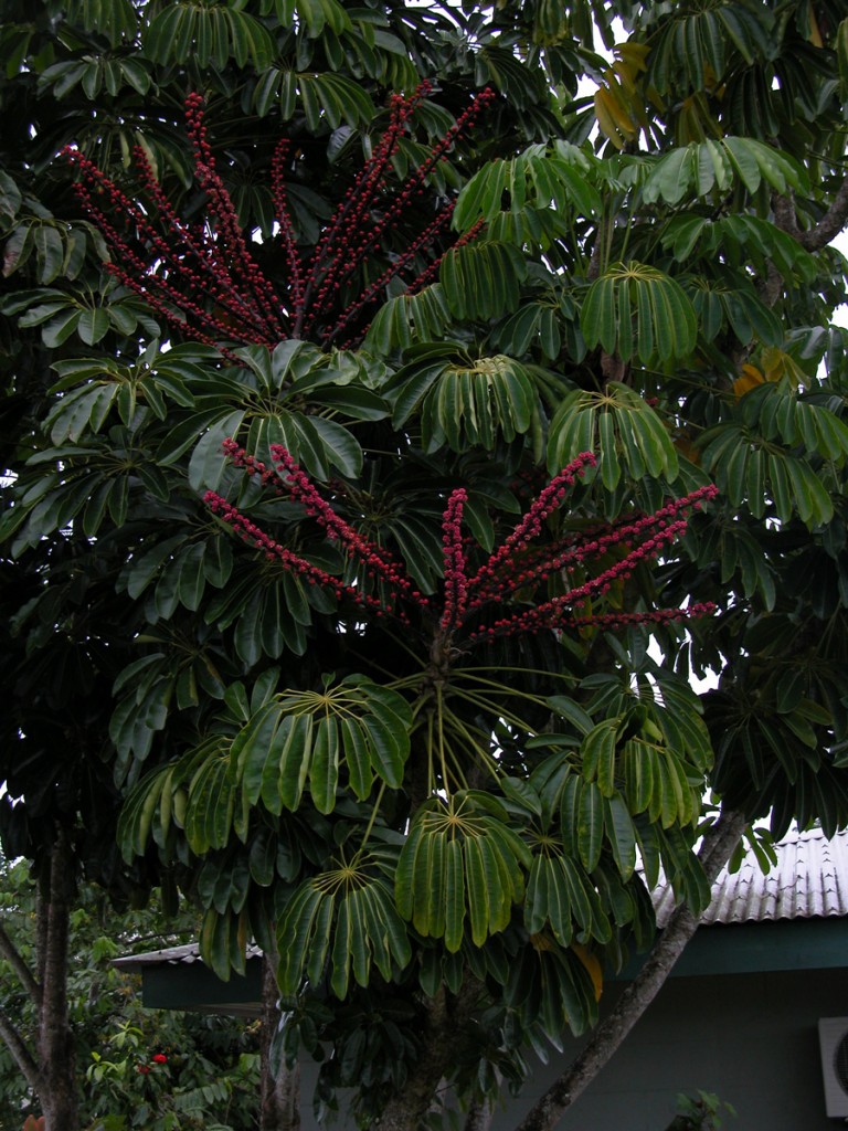 Umbrella Tree Woes: Well-known Houseplants Part Company - Science Talk ...