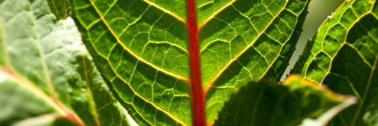 Why Study Plants? - Science Talk Archive