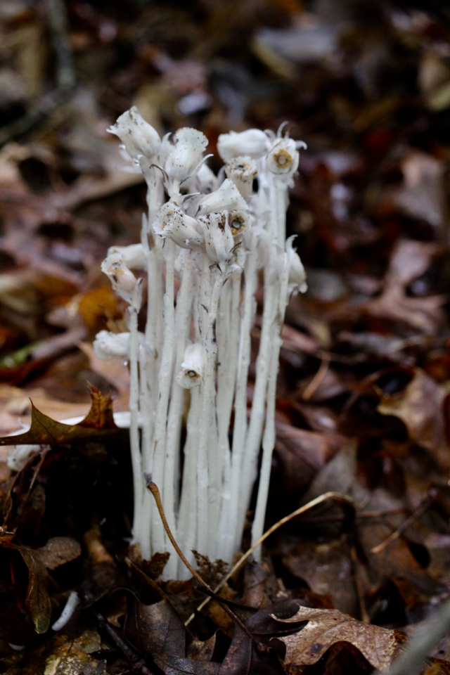 Indian Pipes: The Parasitic Plants in Bloom at The New York Botanical Garden - Science Talk Archive