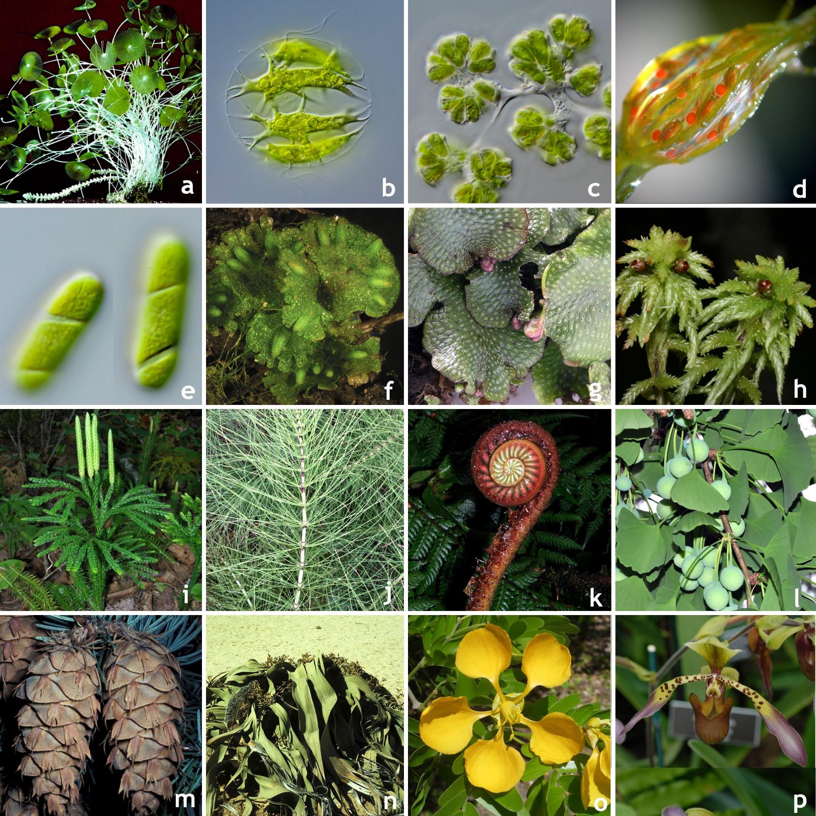 One Thousand Plant Genomes: Understanding One Billion Years of ...