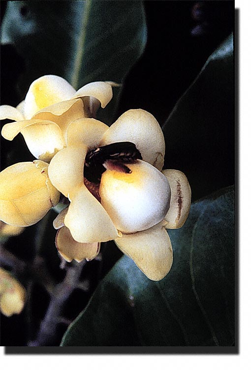 The Brazil Nut: Inflorescence
