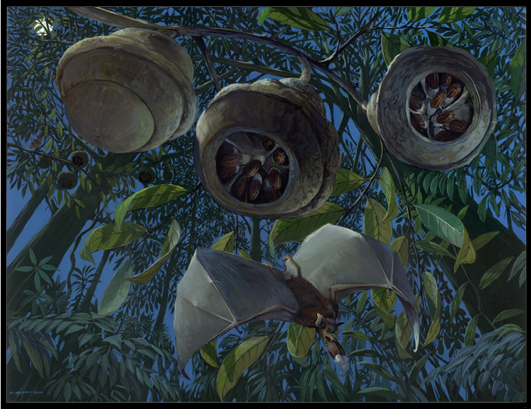 Lecythispisonis_dispersal