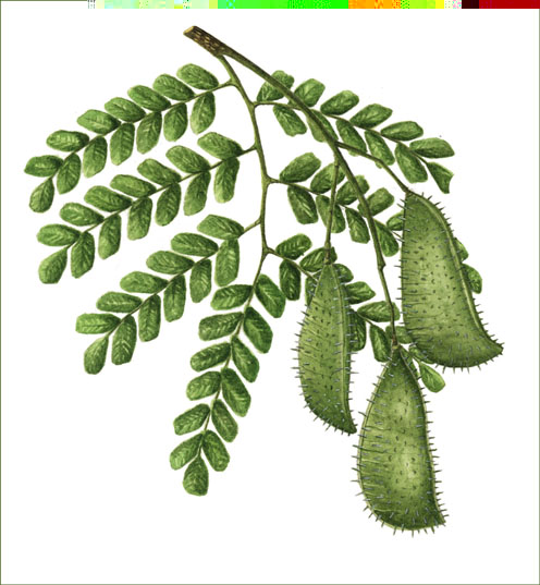 Untitled Document [www.nybg.org]