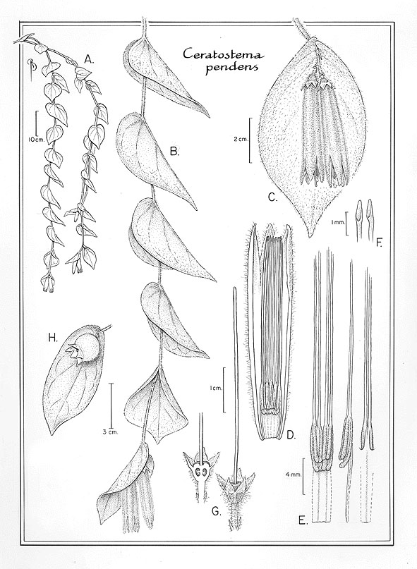 Ceratostema pendens line drawing