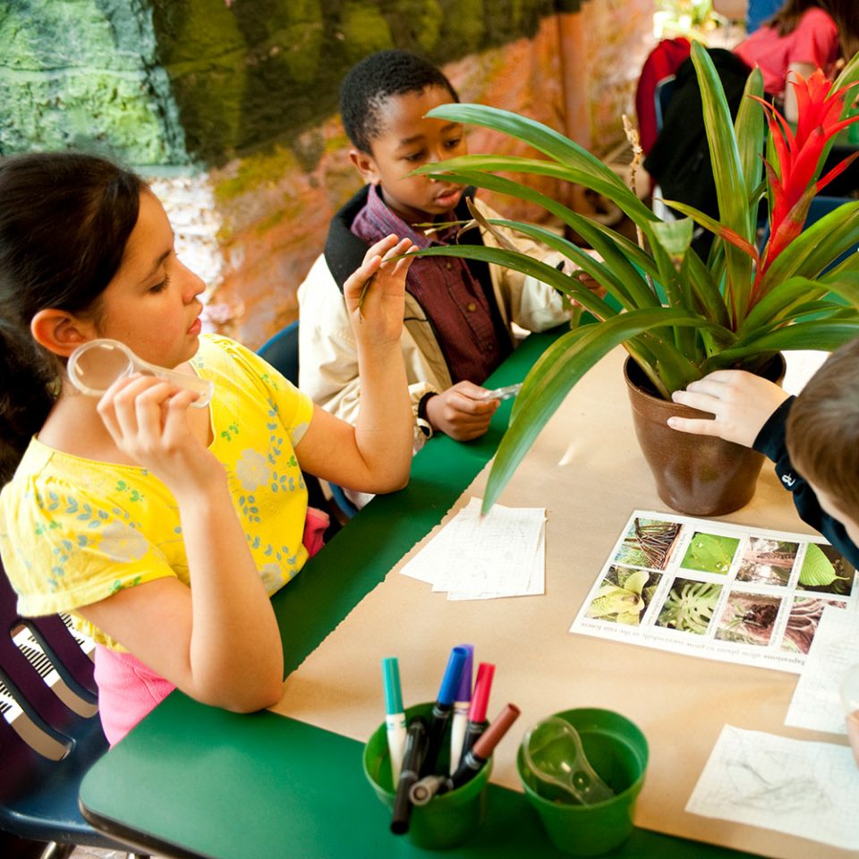 School & Teachers | New York Botanical Garden
